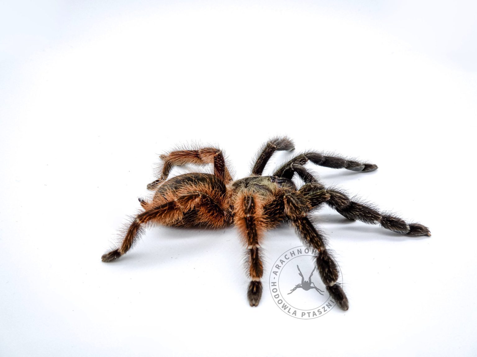Psalmopoeus victori L2 - Arachnohobbia